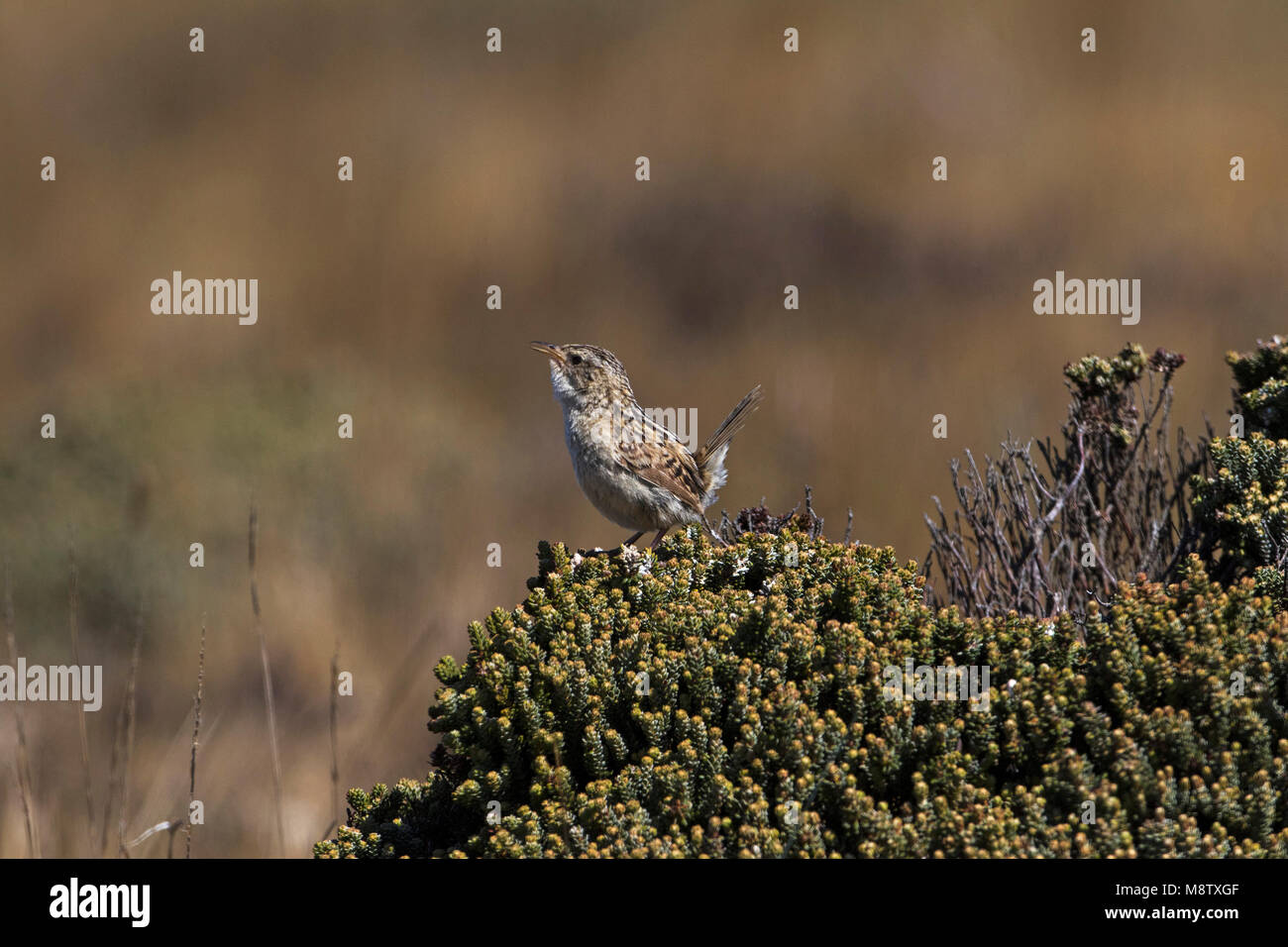 Falkland grass wren cistothorus platensis hi-res stock photography and ...