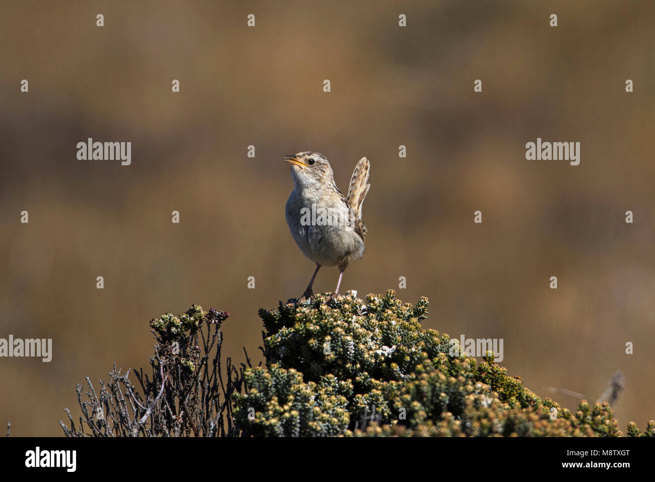 Falkland grass wren Cistothorus platensis falklandicus singing from ...