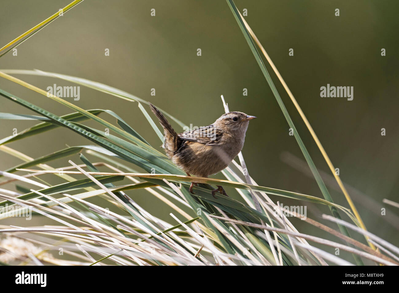 Falkland grass wren Cistothorus platensis falklandicus perched on ...