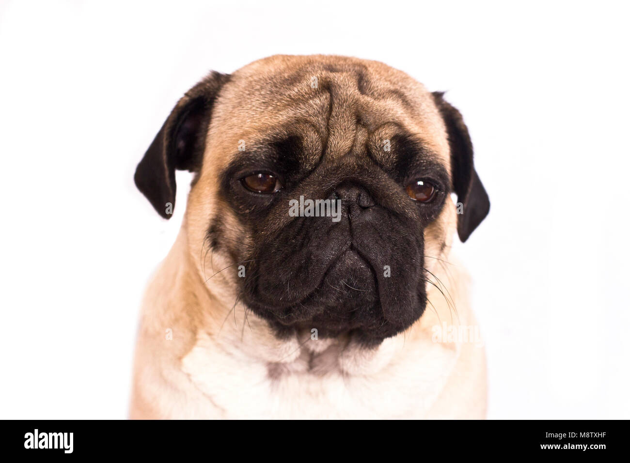 Crying pug dog hi-res stock photography and images - Alamy