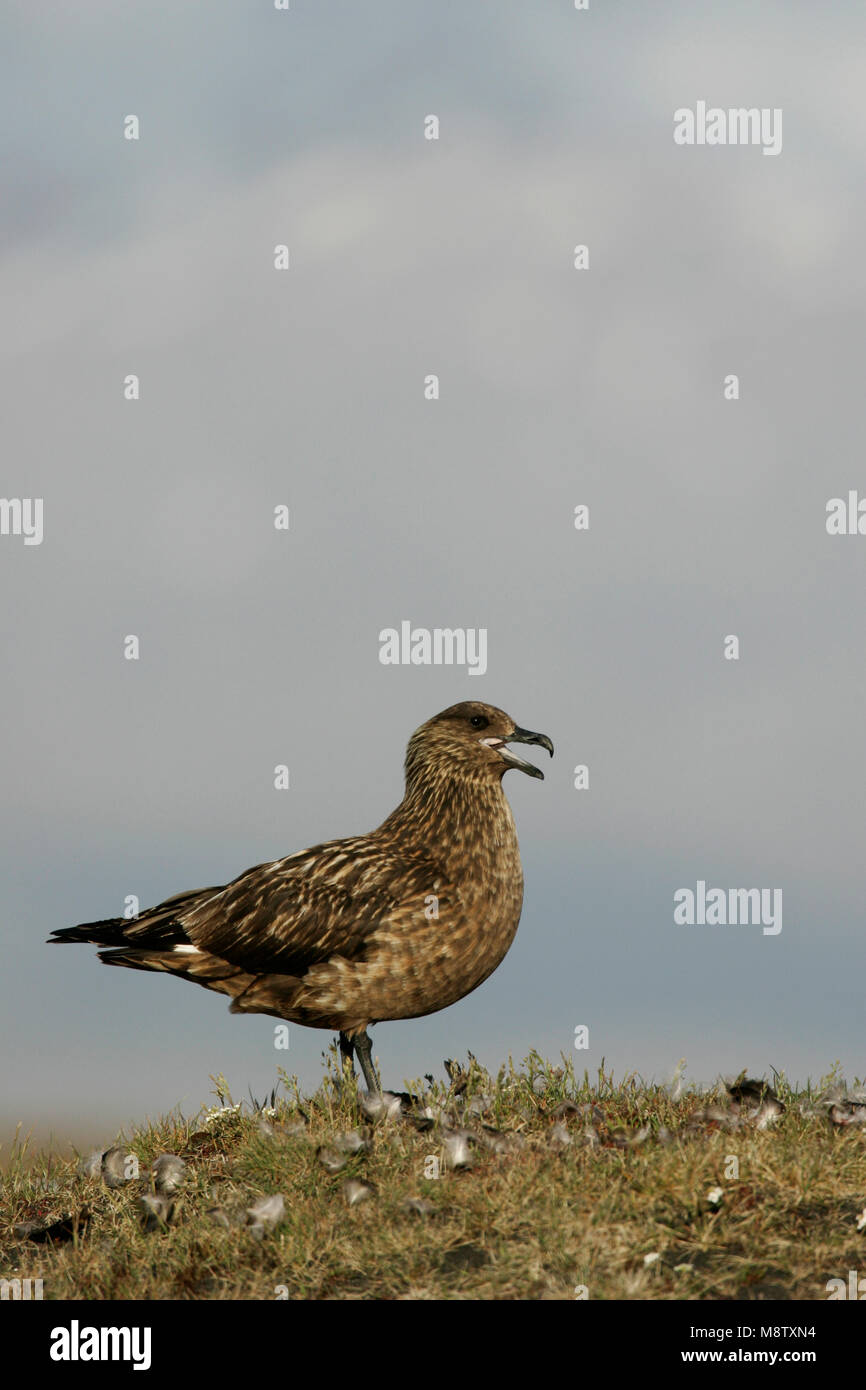 Grote jager hi-res stock photography and images - Alamy