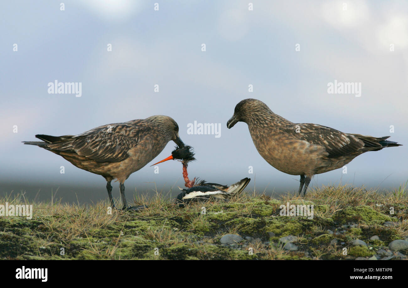 Grote Jagers met prooi; Great Skuas with prey Stock Photo - Alamy