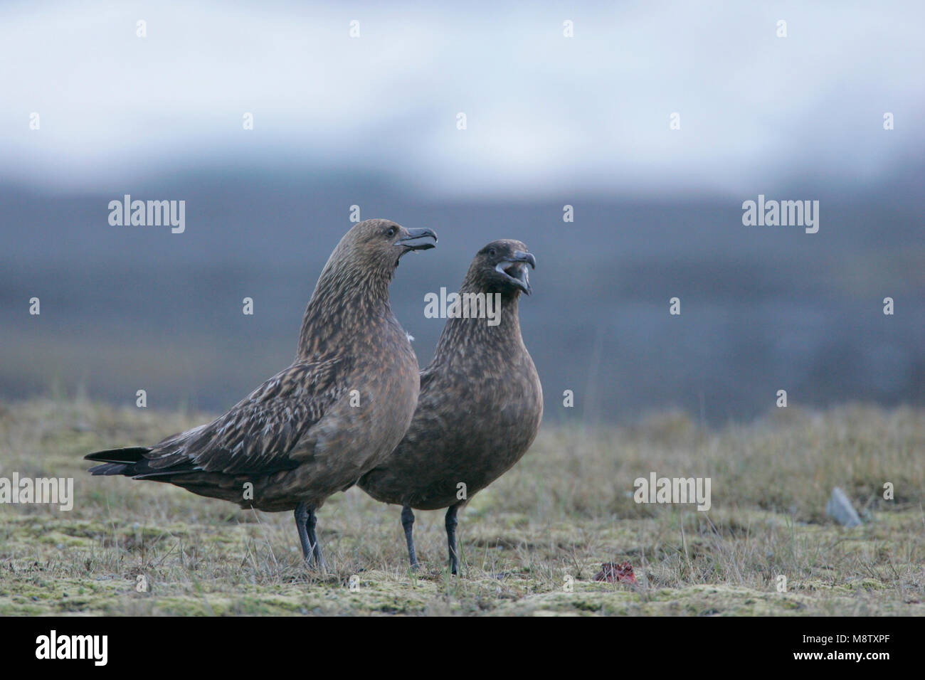 Great skuas hi-res stock photography and images - Alamy