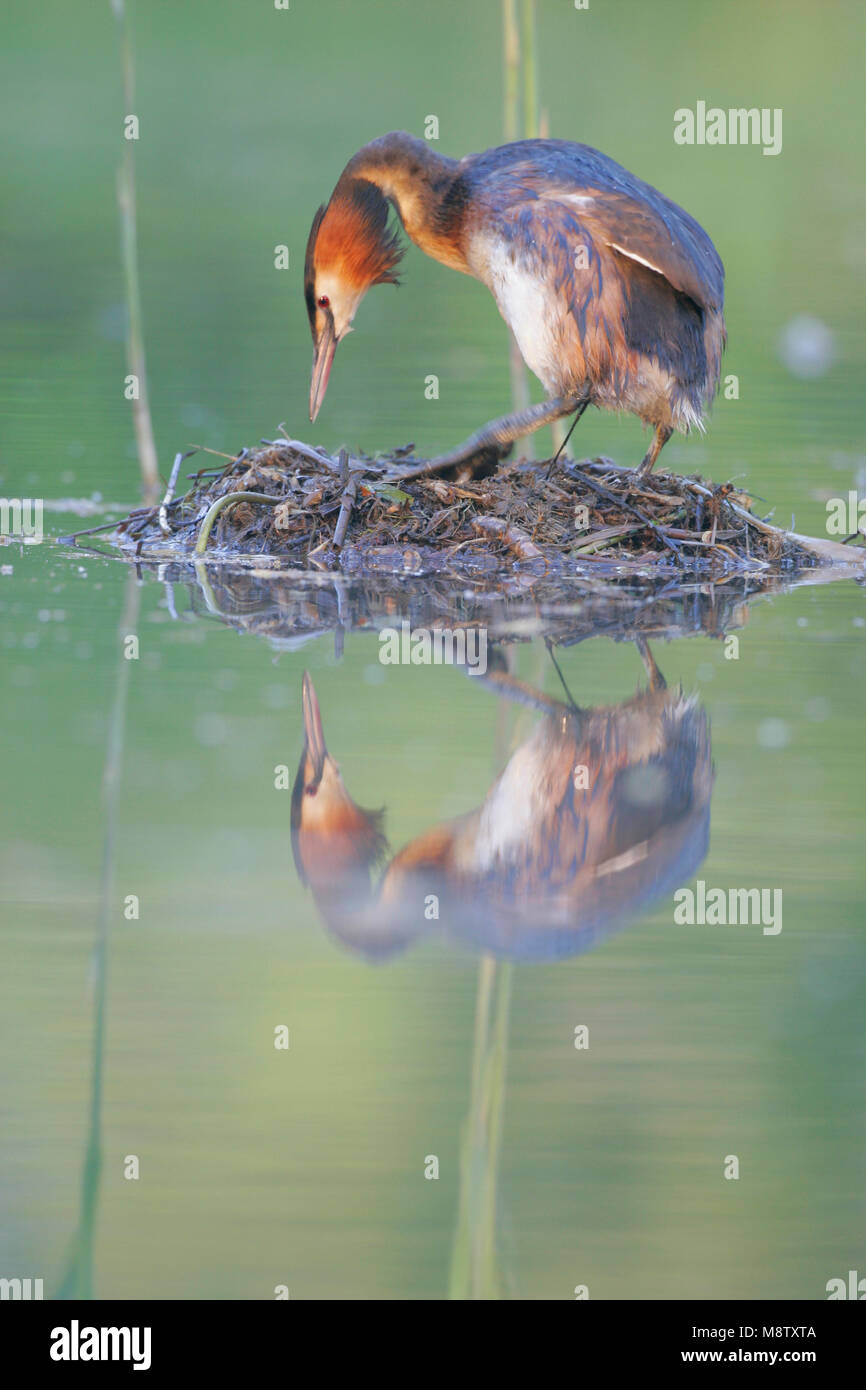 Podiceps cristatus nest hi-res stock photography and images - Alamy