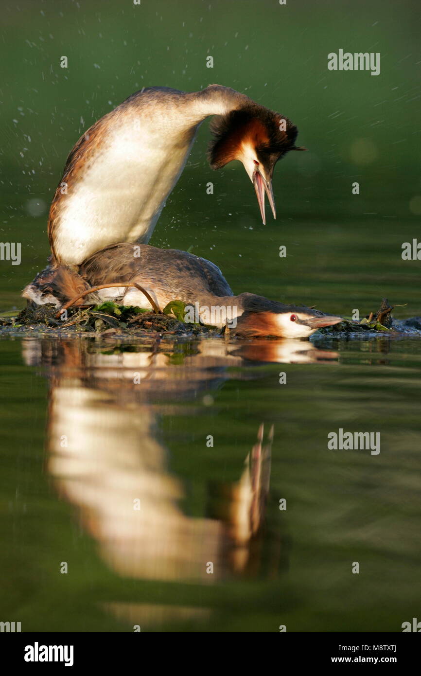 Futen parend; Great Crested Grebes mating Stock Photo - Alamy