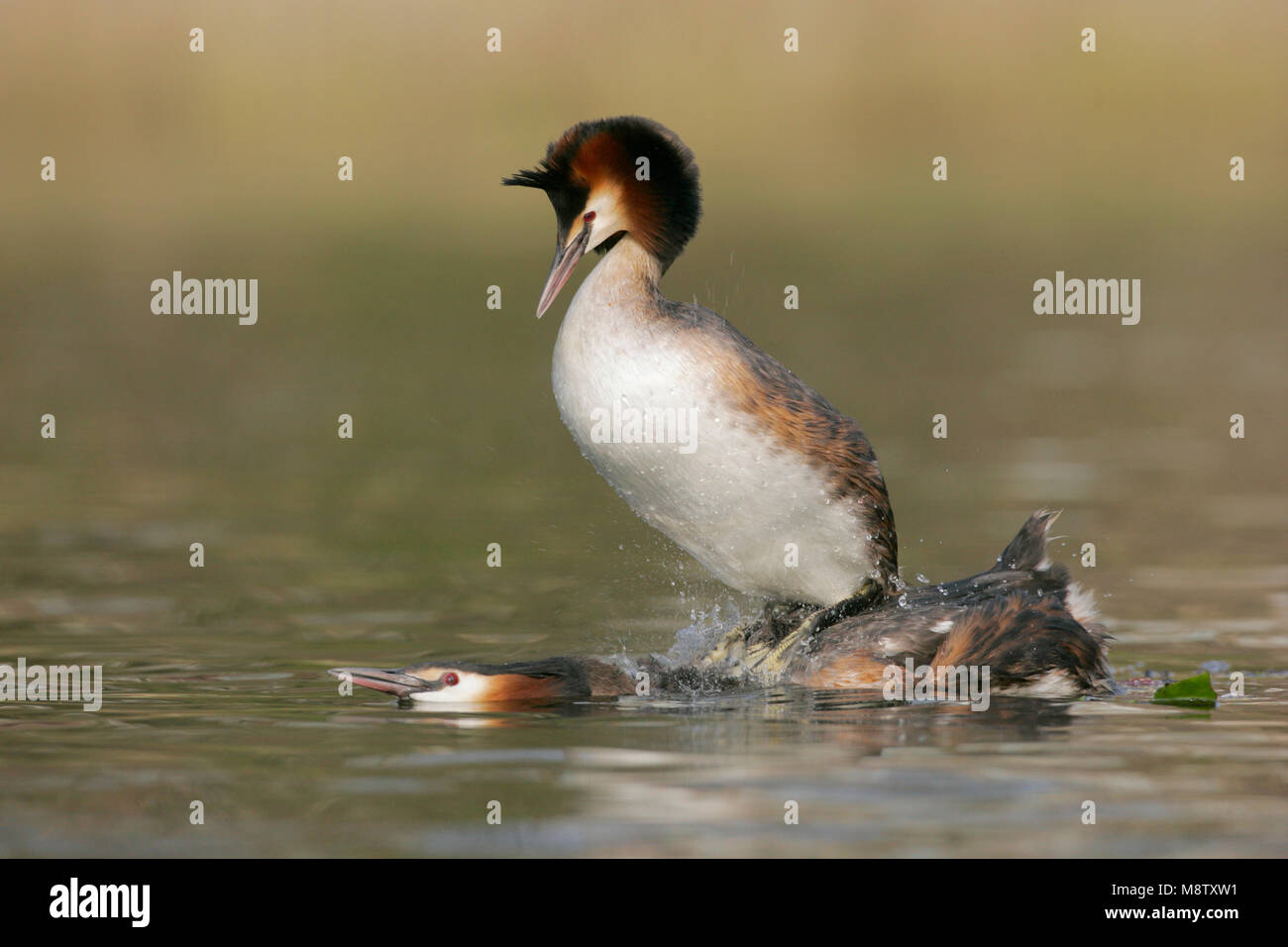 Great Crested Grebe Mating Stock Photos & Great Crested Grebe Mating ...
