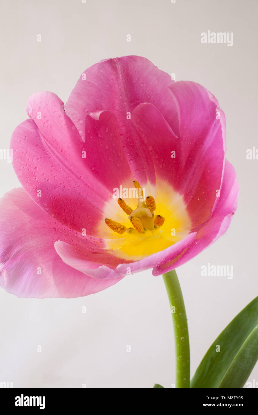 Pink tulip with grey background Stock Photo - Alamy