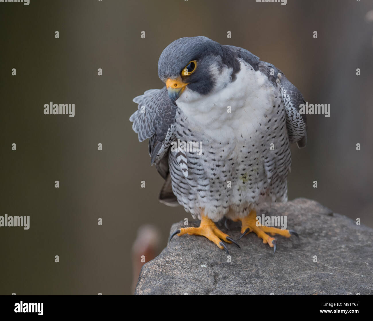 Female Peregrine Falcon High Resolution Stock Photography and Images ...