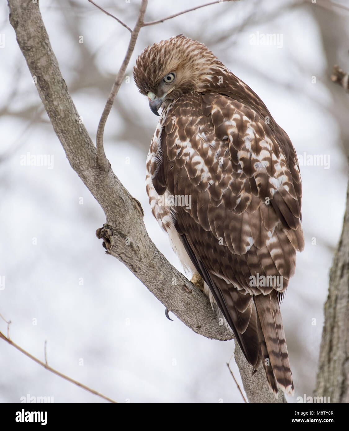 Red tail hawk Portrait Stock Photo - Alamy