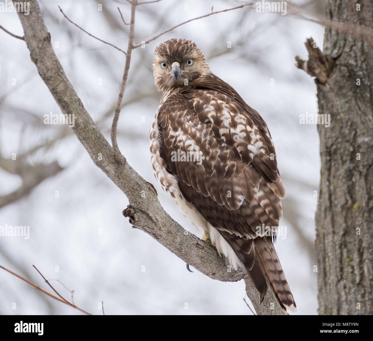 Red tail hawk Portrait Stock Photo - Alamy