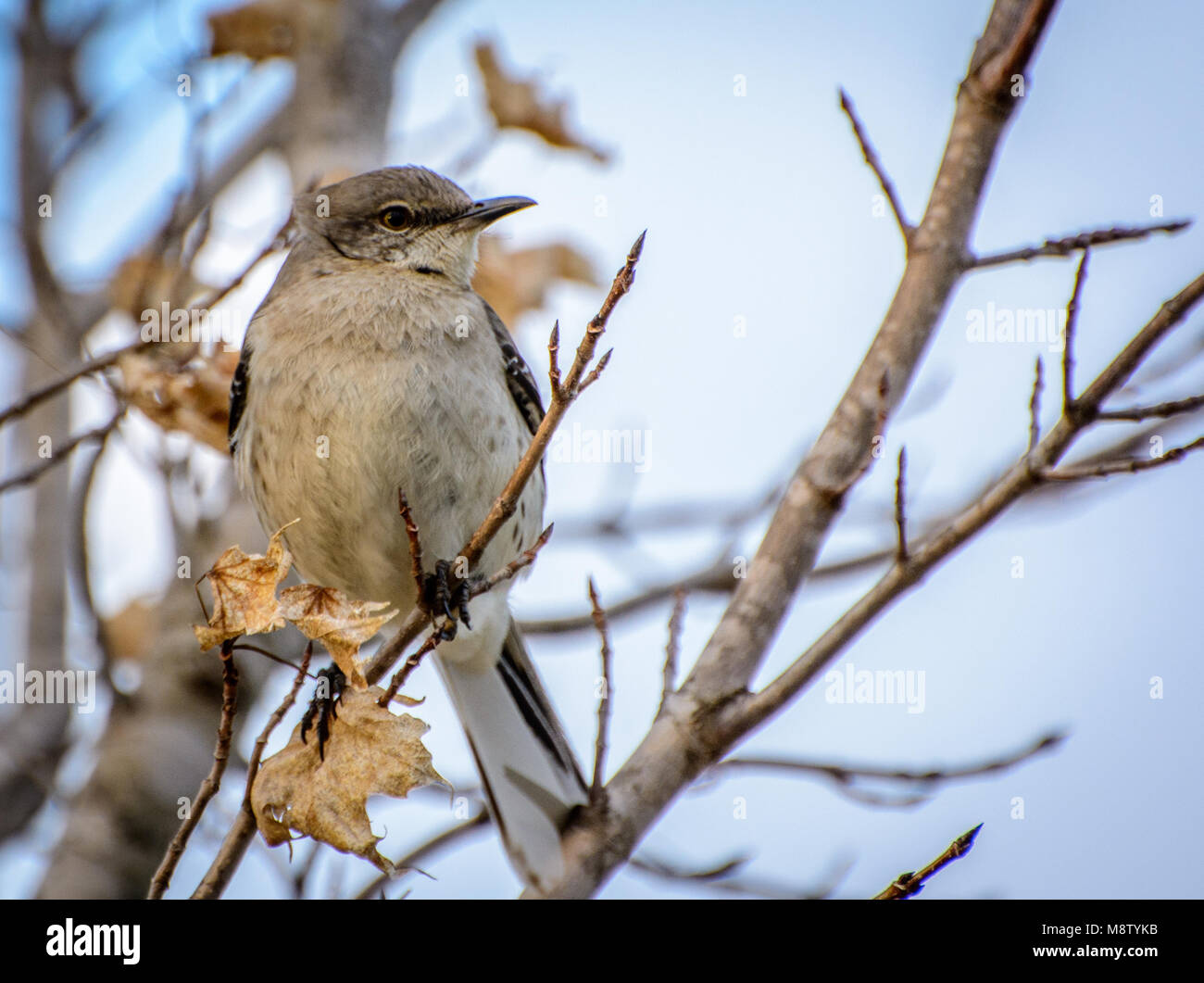A northern mockingbird (Mimus Polyglottos Stock Photo - Alamy