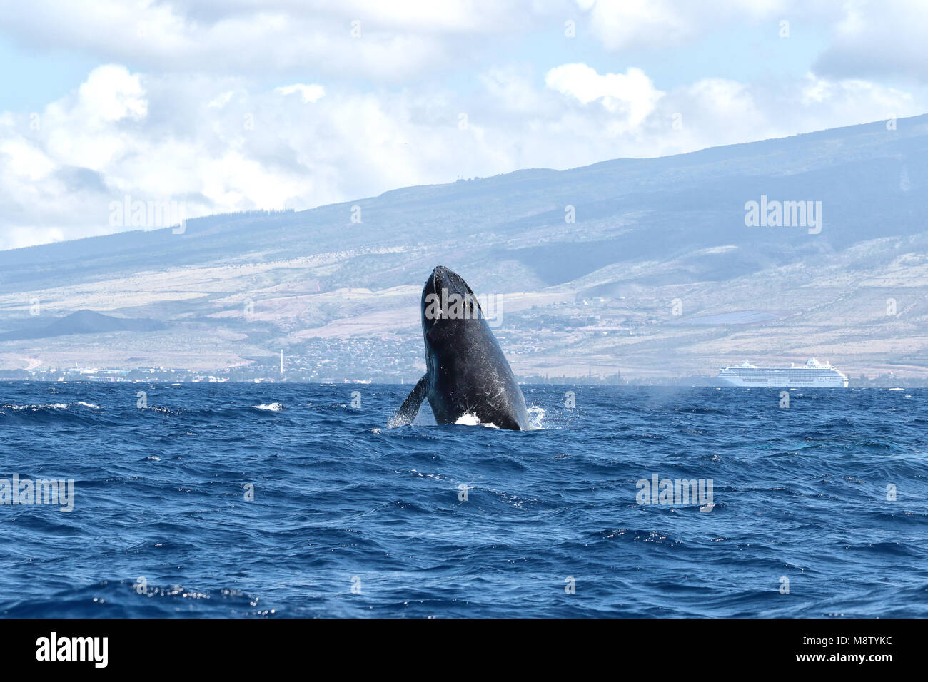 Baby humpback whale swimmimg and breaching in Lahaina on Maui Stock ...