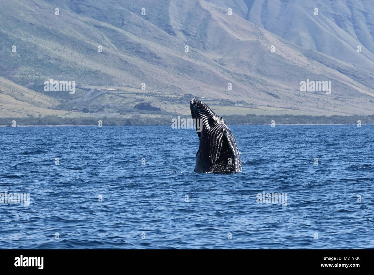 Baby humpback whale playing in the ocean near Lahaina on Maui Stock ...