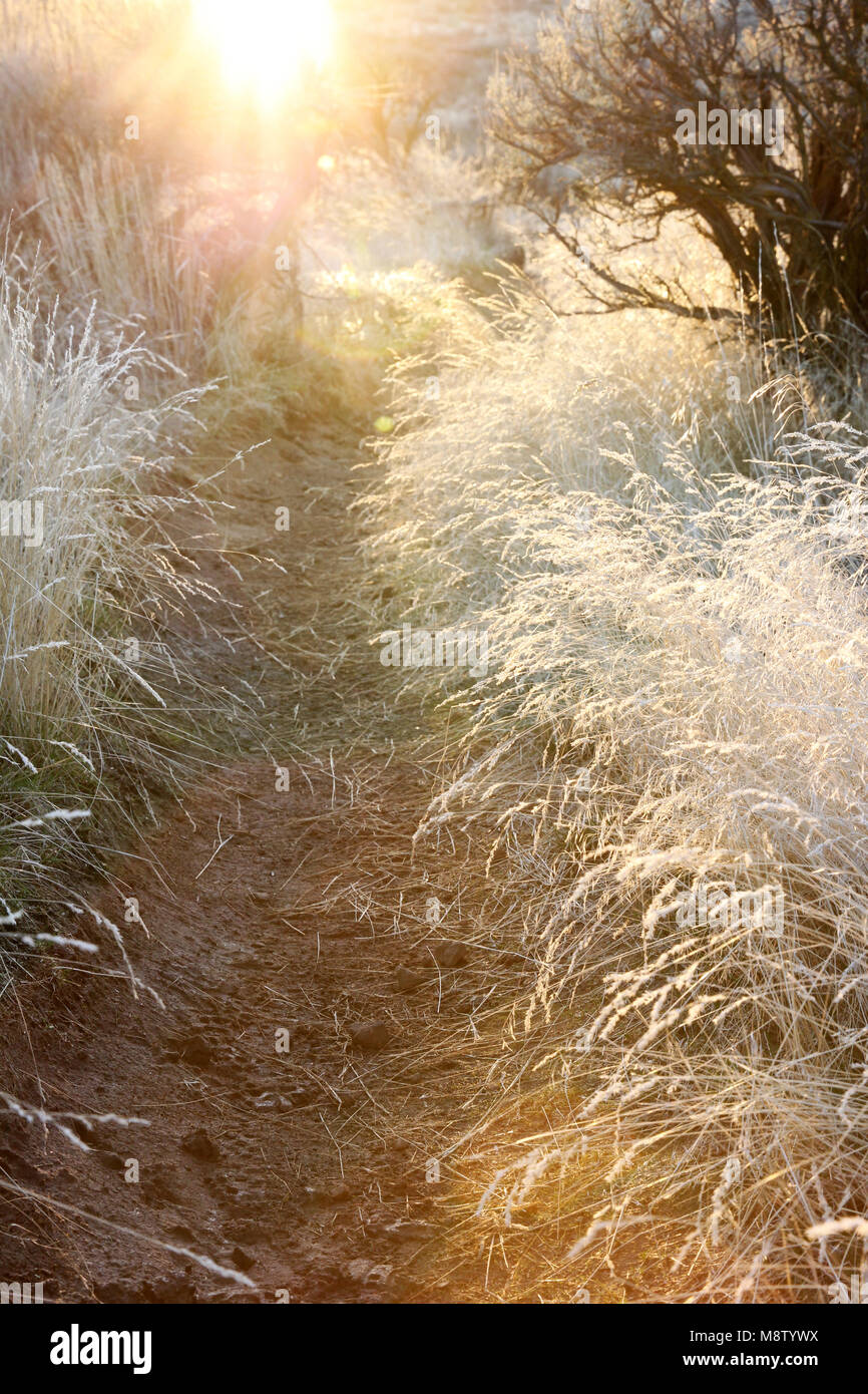 Gold suns hi-res stock photography and images - Alamy