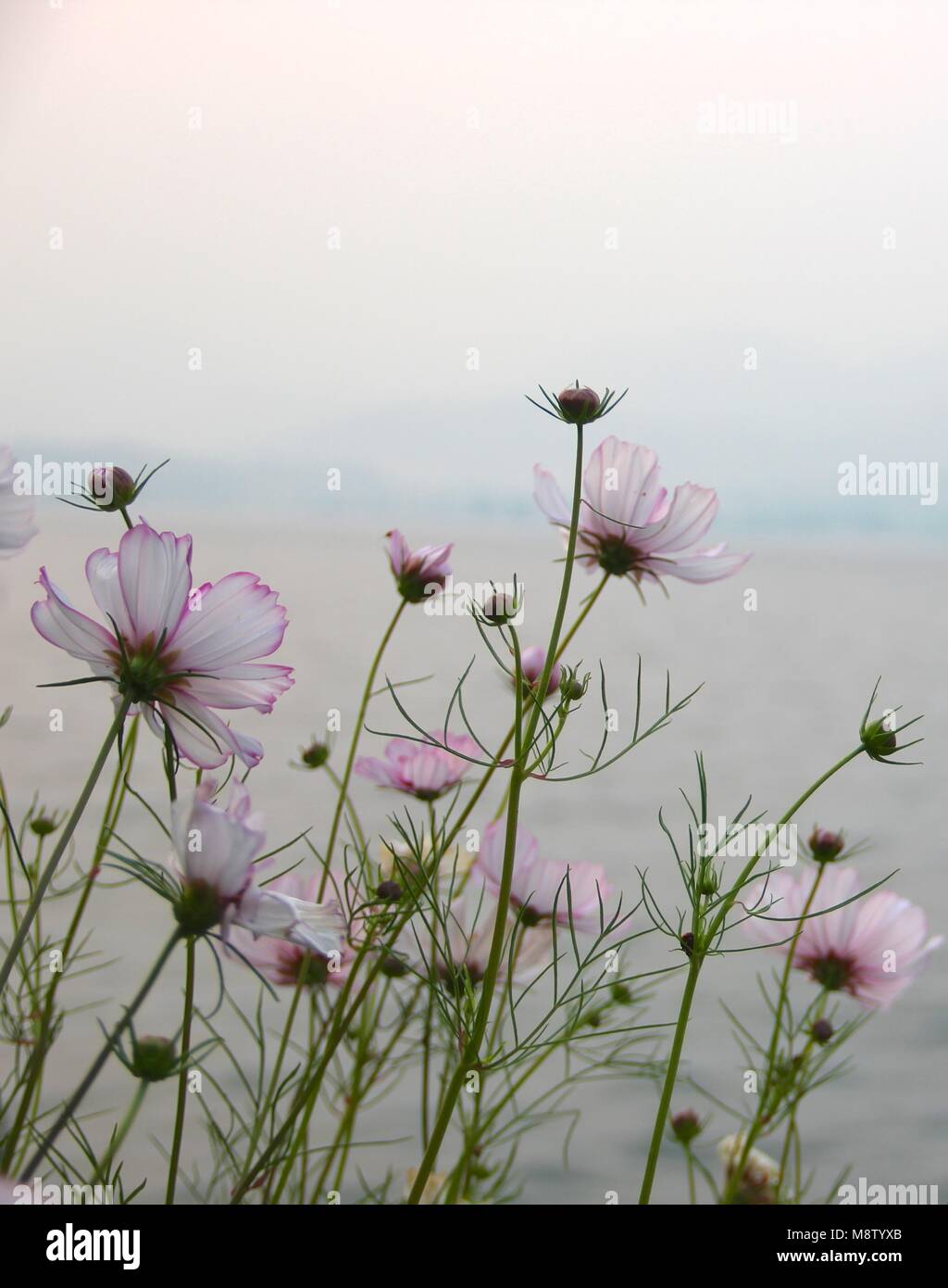 Cosmos flowers on a backdrop of Lake Chelan with a smoky haze ...
