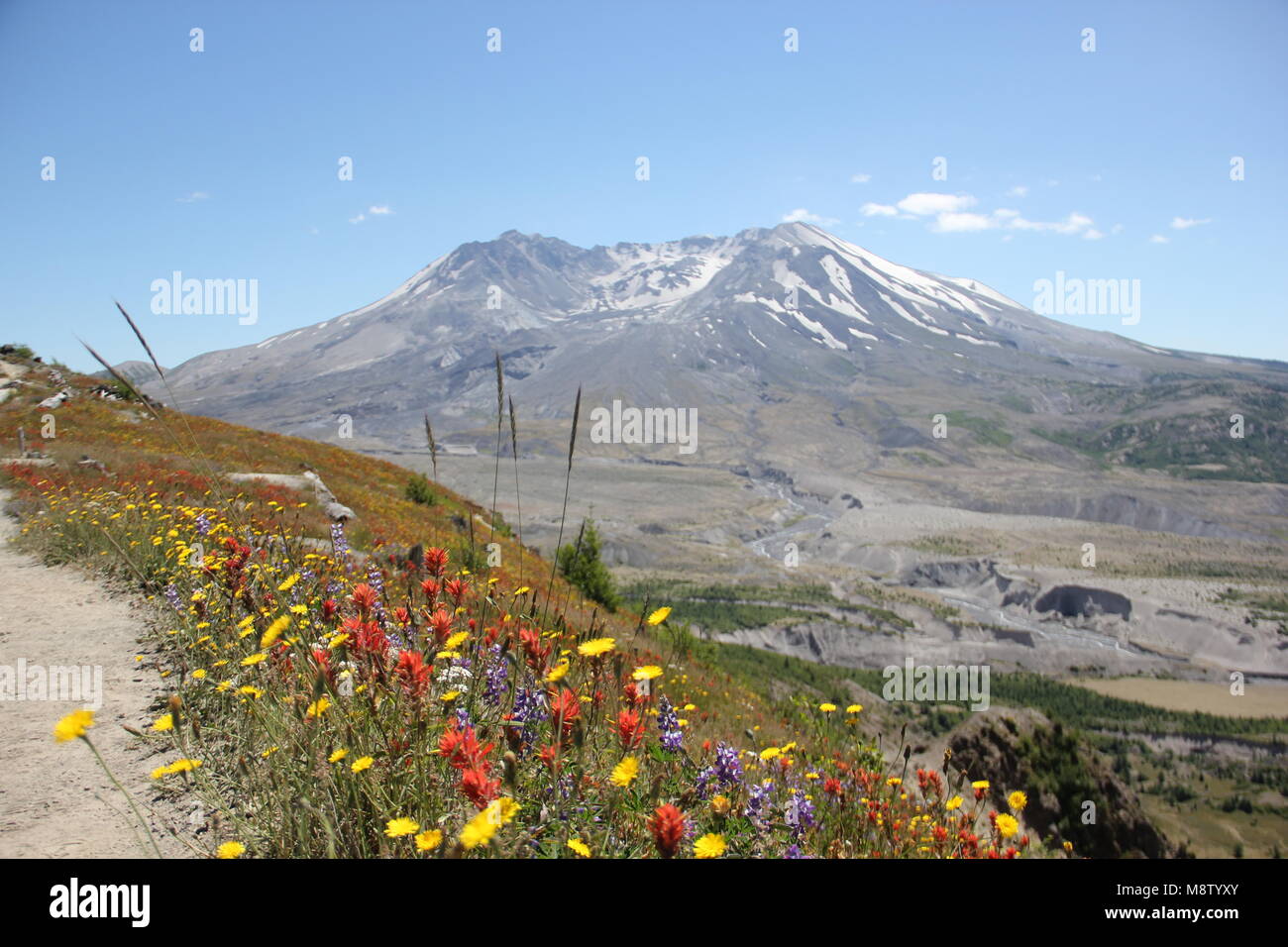 Wildflowers blooming at Johnston Ridge Observatory at Mt St Helen's ...