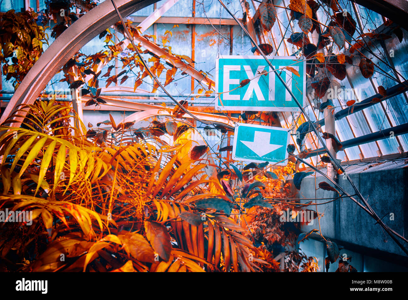 Edited photo of an overgrown exit sign in a greenhouse Stock Photo - Alamy