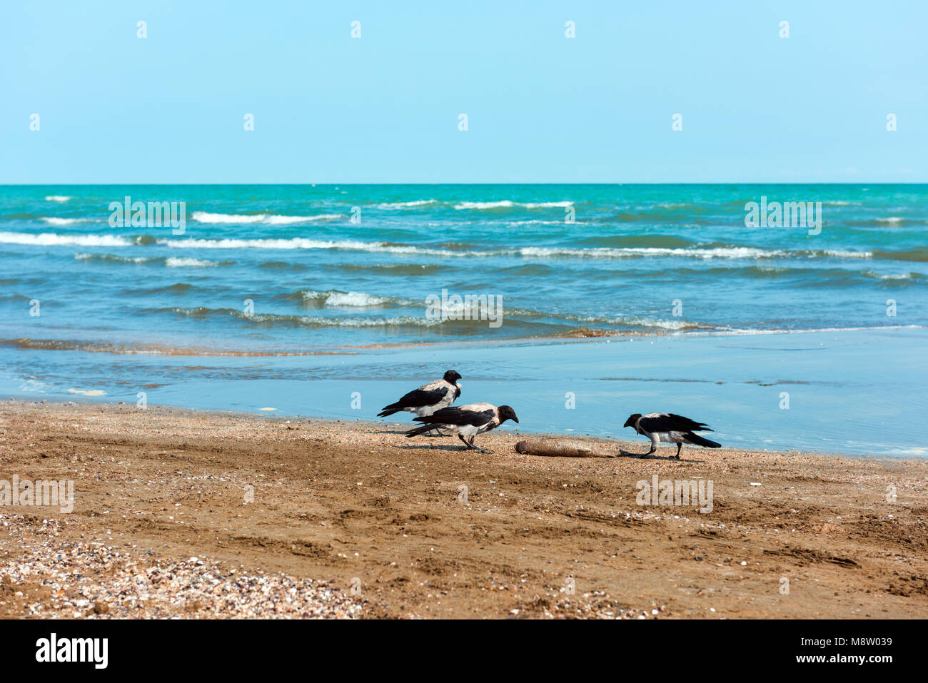 Crows on the shore eat fish Stock Photo - Alamy