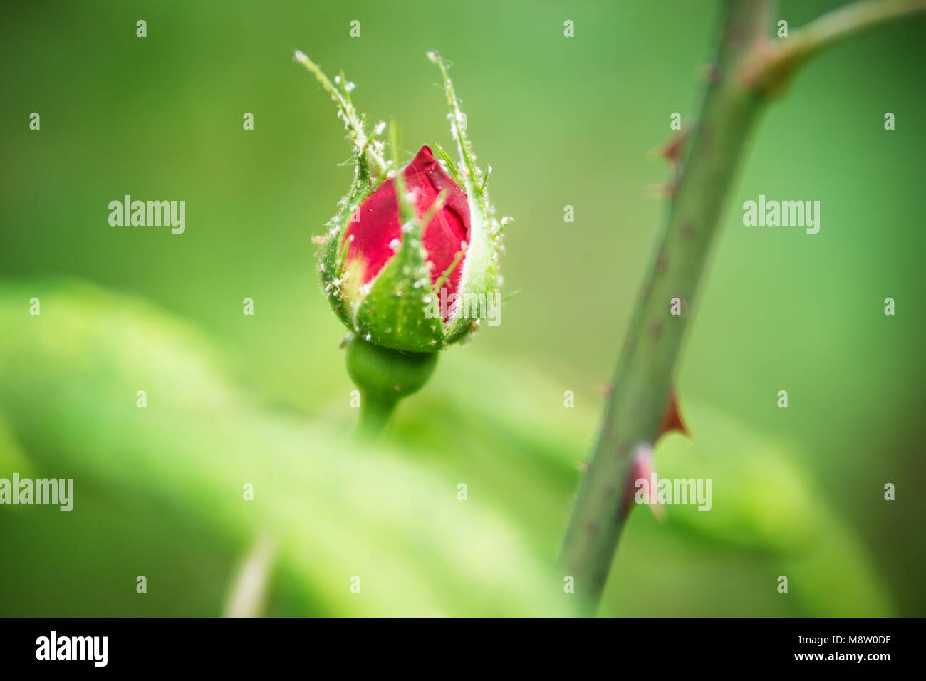 Rose bud damaged hi-res stock photography and images - Alamy