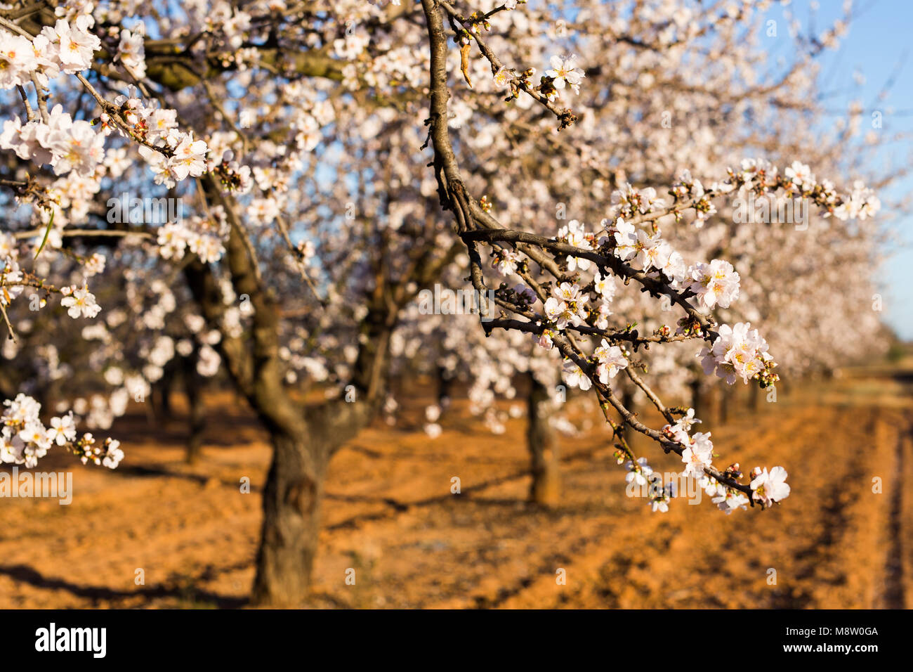 beautiful almond flowers. Almond flower trees at spring Stock Photo - Alamy