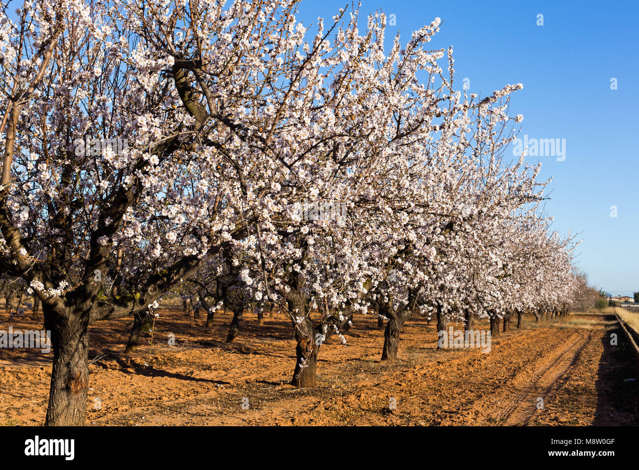beautiful almond flowers. Almond flower trees at spring Stock Photo - Alamy