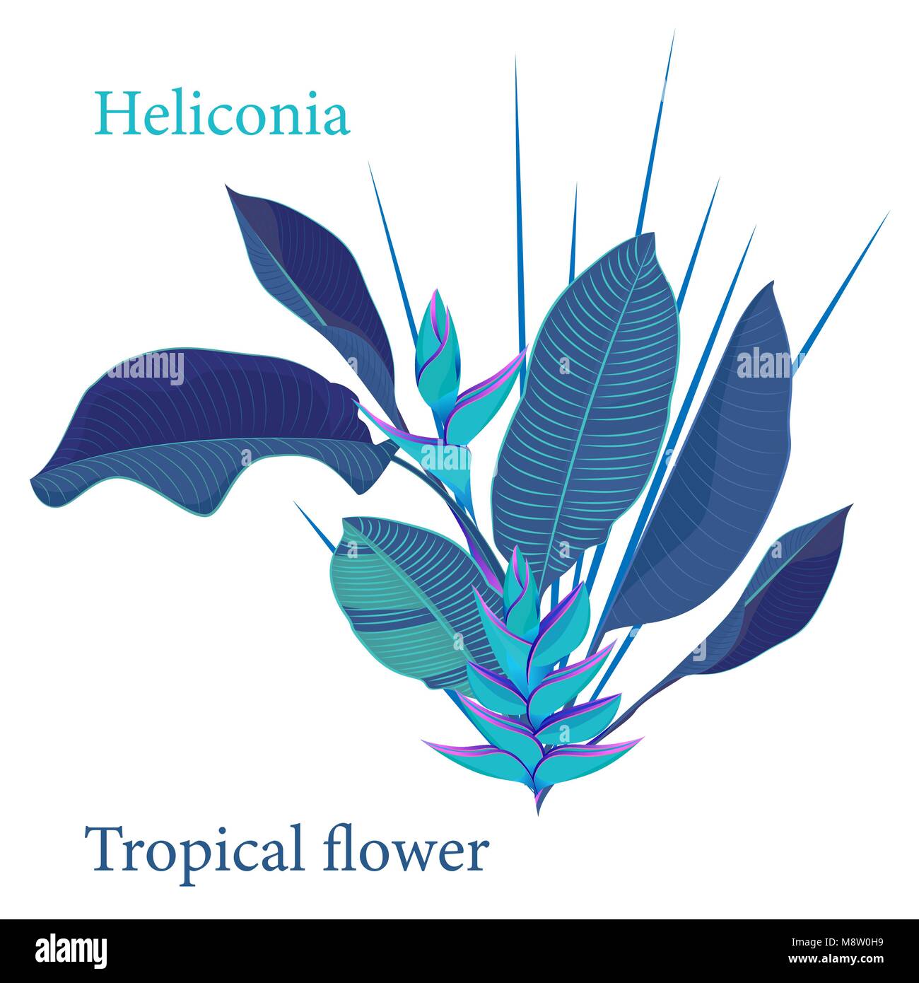 Branch tropical heliconia flower leaves. Watercolor realistic drawing ...