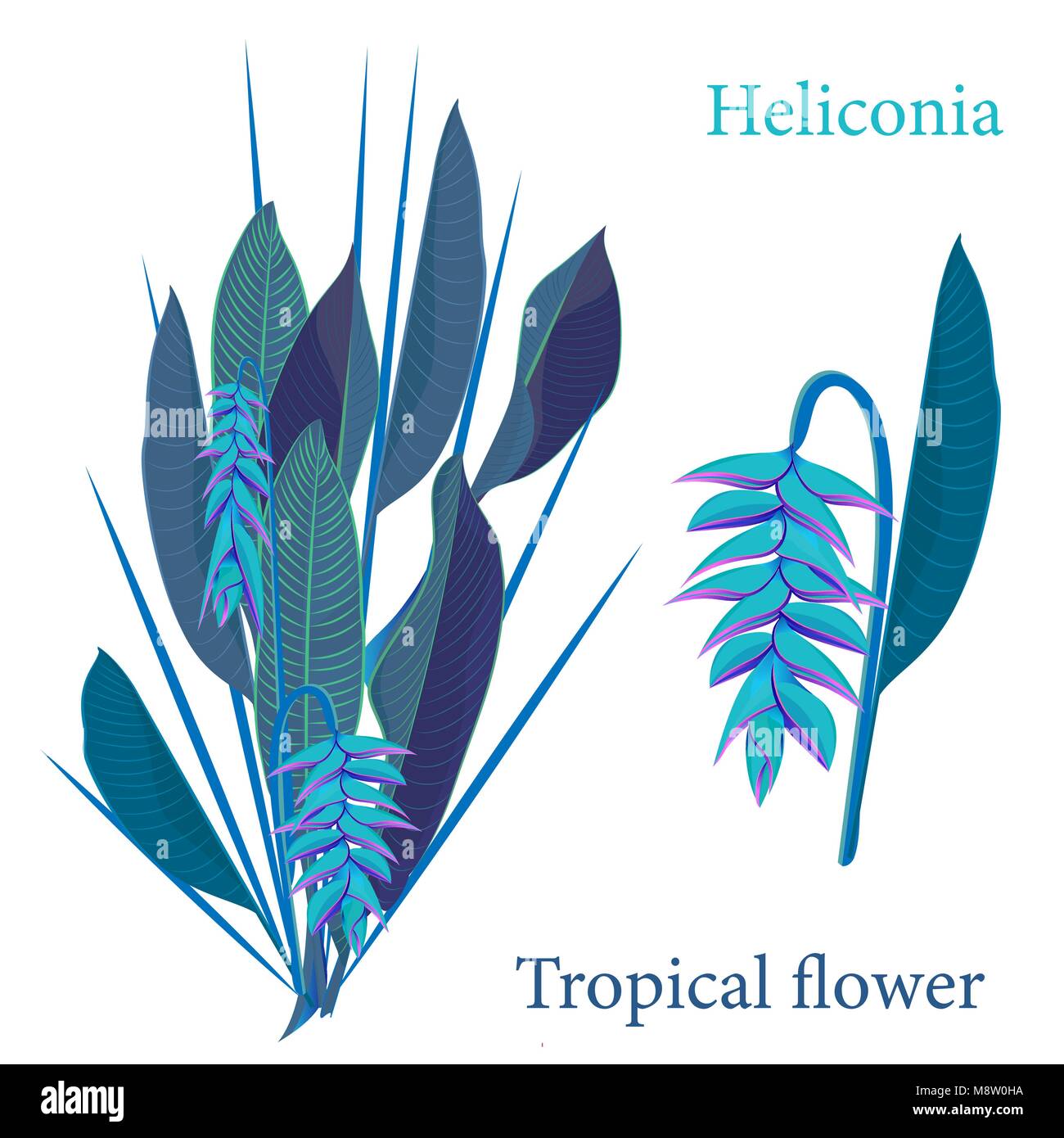 Branch tropical heliconia flower leaves. Watercolor realistic drawing ...