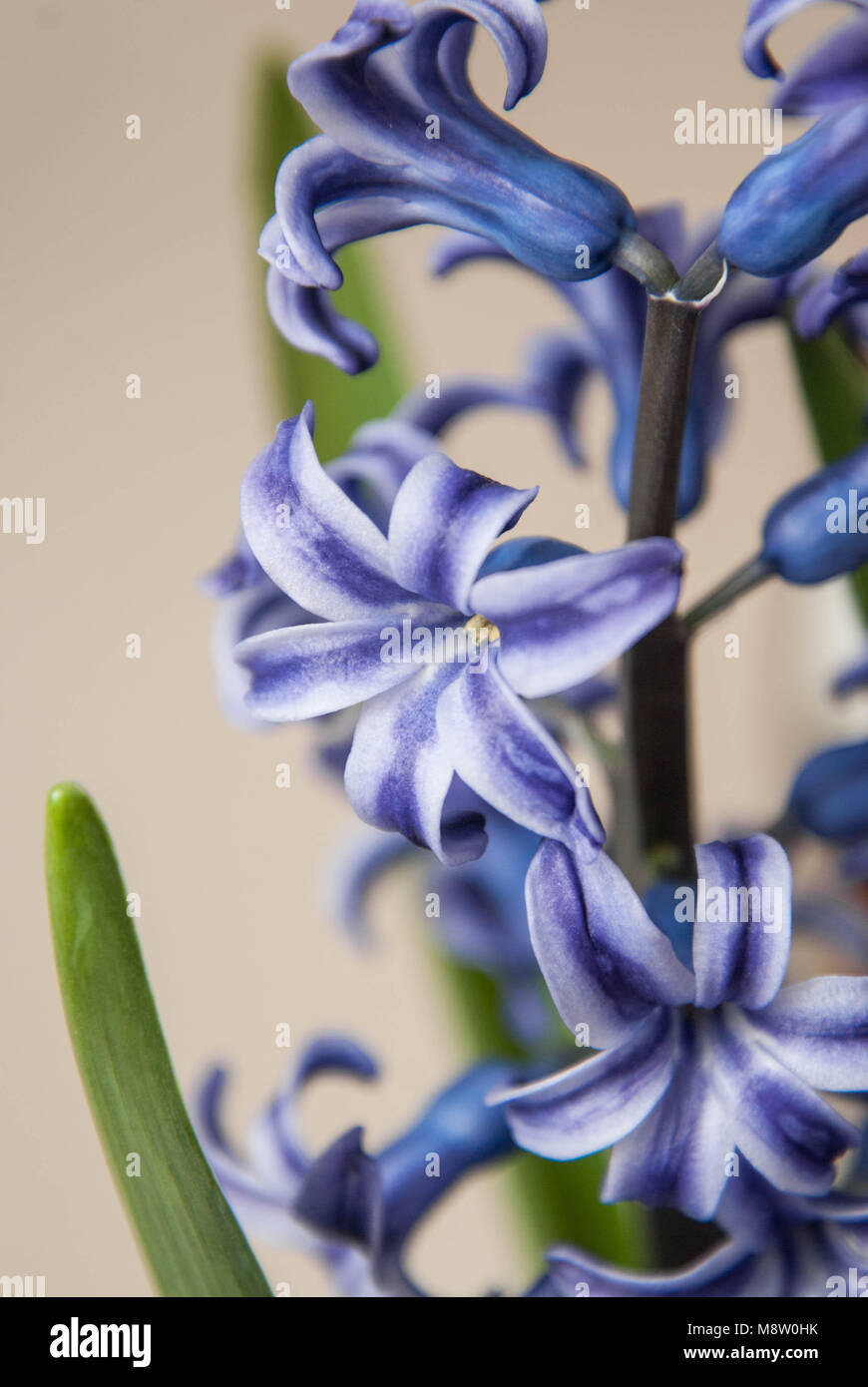 Blue Hyacinth flower Hyacinthus isolated. Spring flower Stock Photo - Alamy