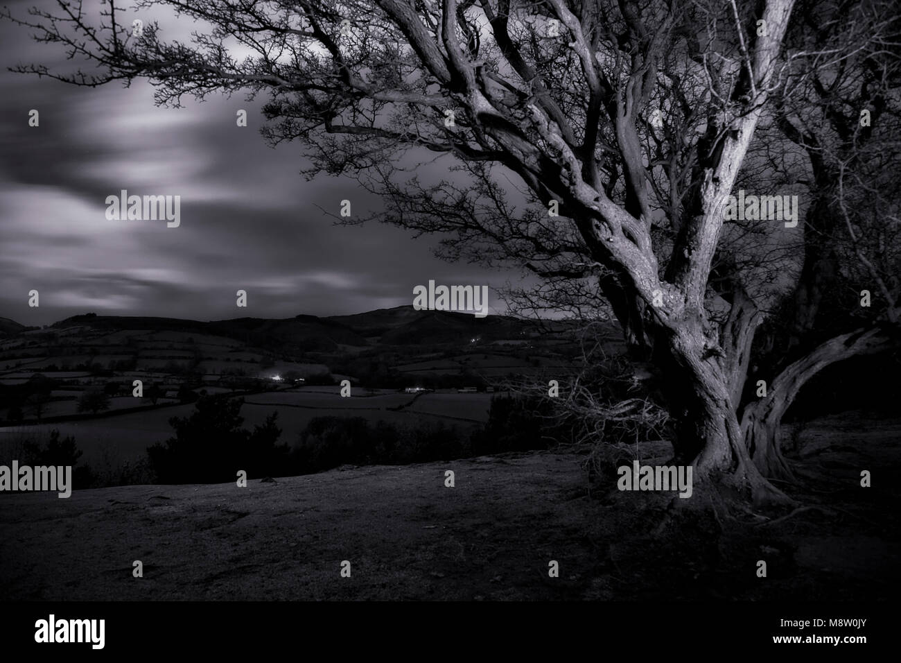 Twisted old hawthorne tree at night at Loggerheads Country Park, North ...