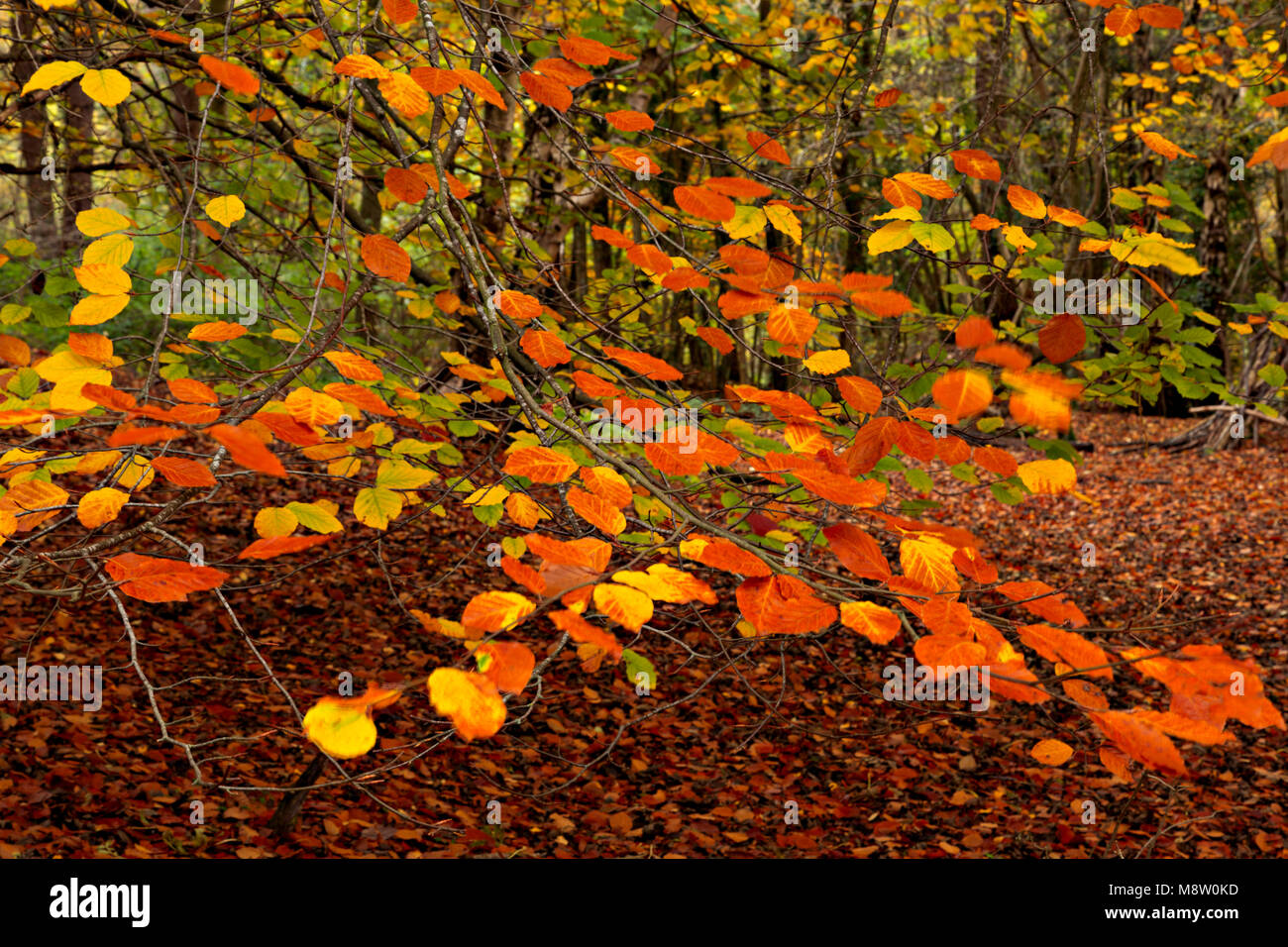 Trees with autumn leaves at Loggerheads Country Park, North Wales Stock ...