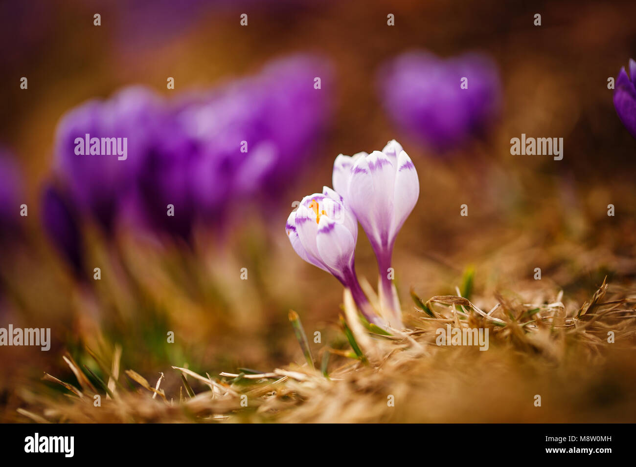 Close up first spring white hi-res stock photography and images - Alamy