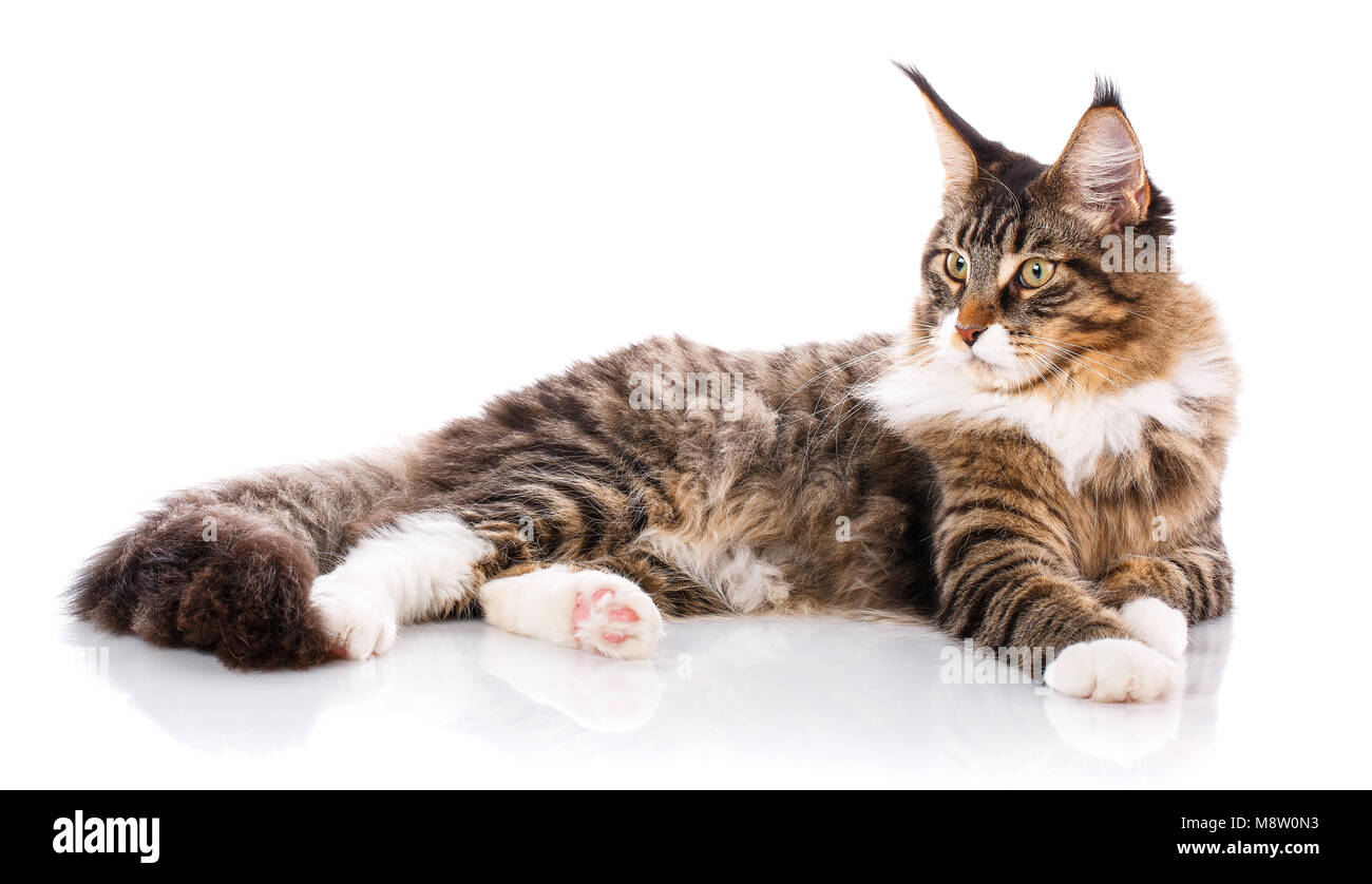 Maine Coon. The largest cat. A big cat. Maine Coon Stock Photo - Alamy
