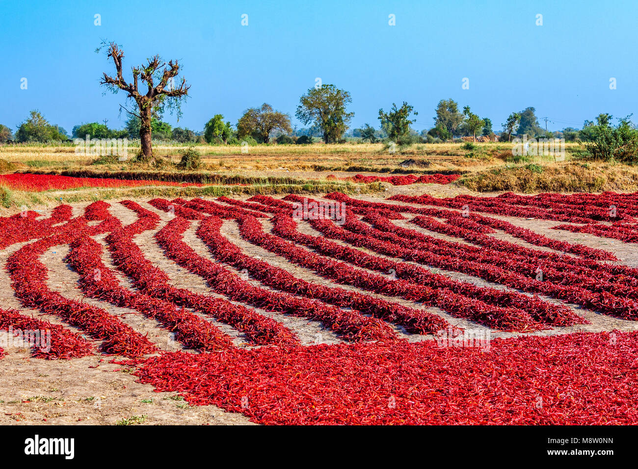 Chili pepper field india hi-res stock photography and images - Alamy