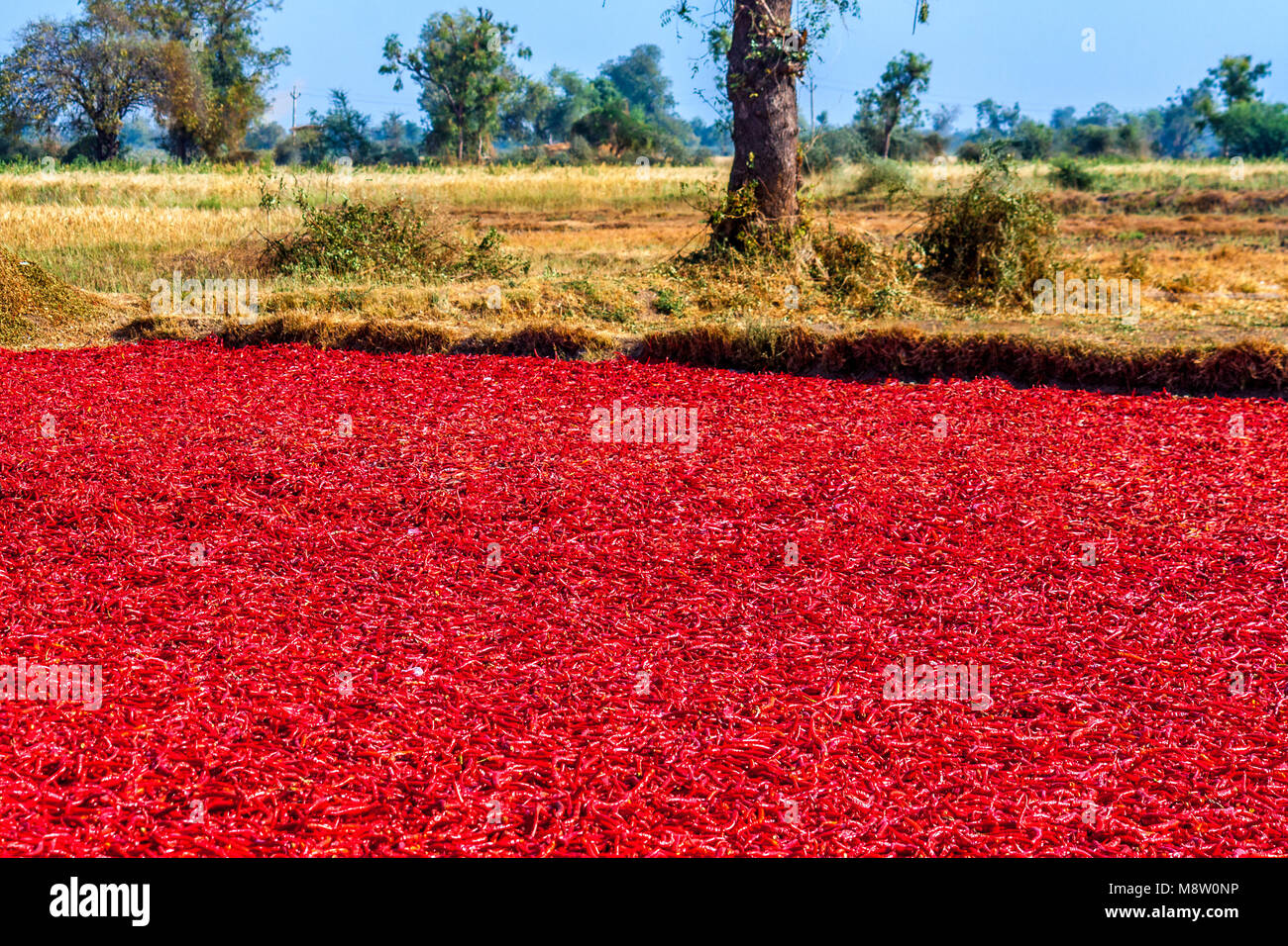 Chili Pepper Field India High Resolution Stock Photography and Images ...