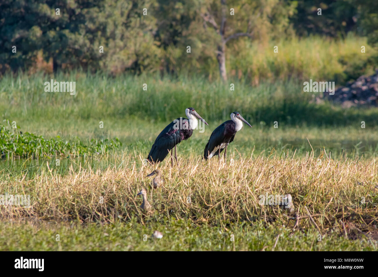 Woolly birds hi-res stock photography and images - Alamy
