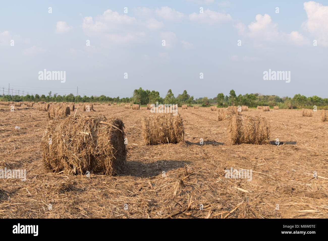 Fresh hay. Field after harvesting.Straw bales at farm Stock Photo - Alamy