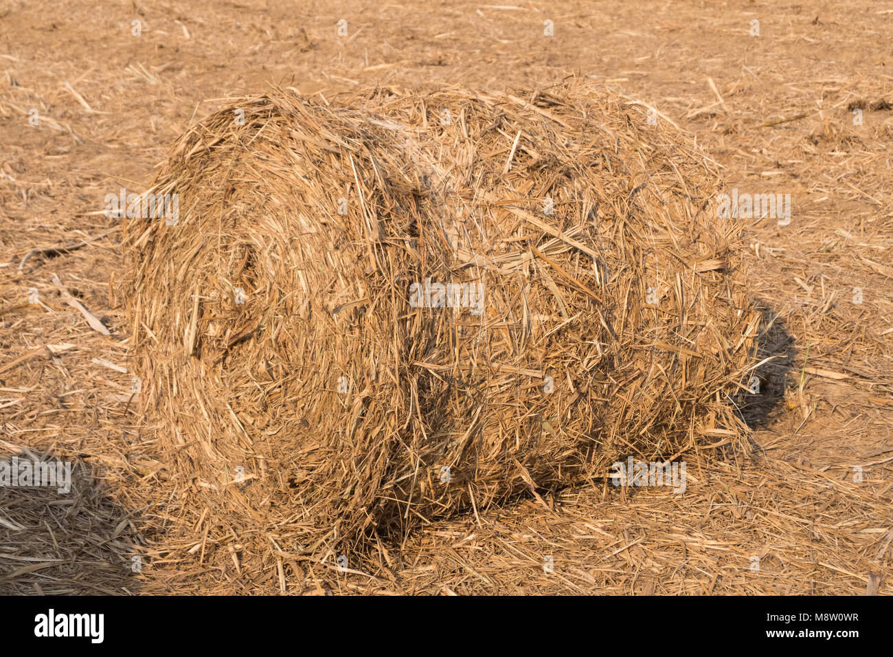 Fresh hay. Field after harvesting.Straw bales at farm Stock Photo - Alamy