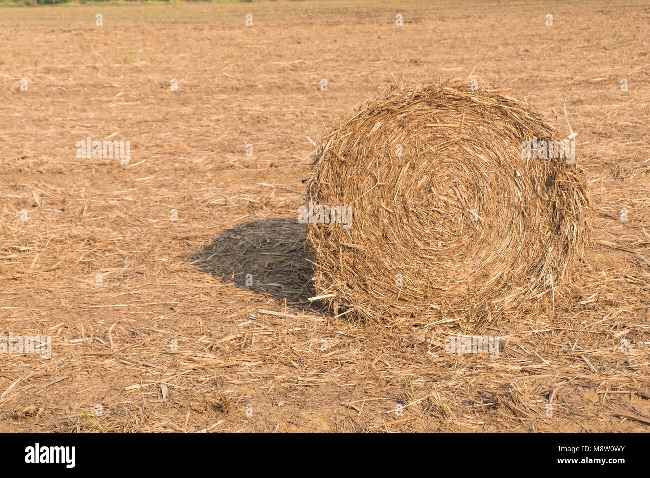 Fresh hay. Field after harvesting.Straw bales at farm Stock Photo - Alamy