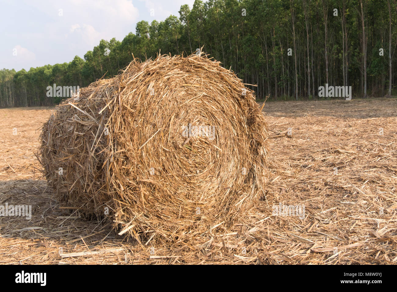 Fresh hay. Field after harvesting.Straw bales at farm Stock Photo - Alamy