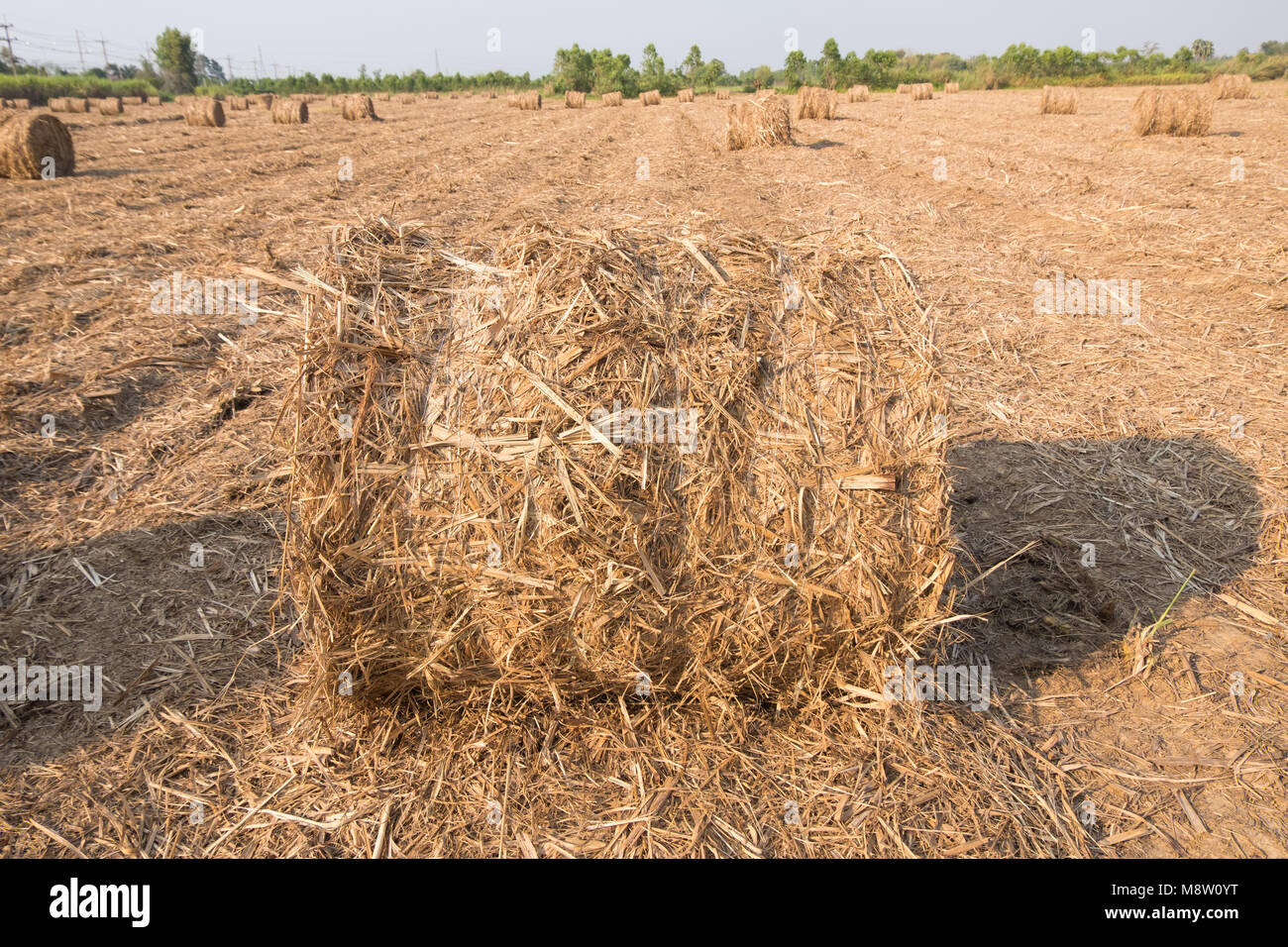 Fresh hay. Field after harvesting.Straw bales at farm Stock Photo - Alamy