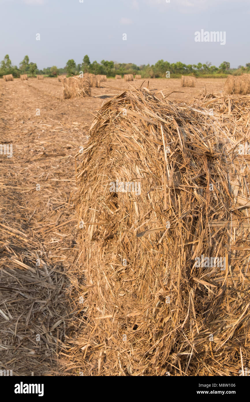 Fresh hay. Field after harvesting.Straw bales at farm Stock Photo - Alamy