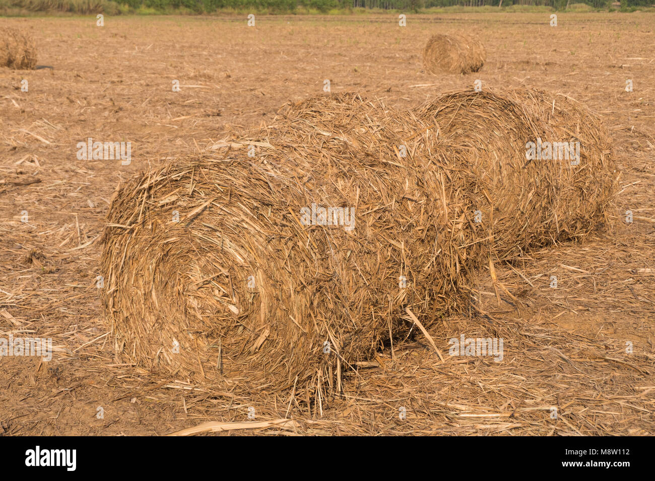 Fresh hay. Field after harvesting.Straw bales at farm Stock Photo - Alamy