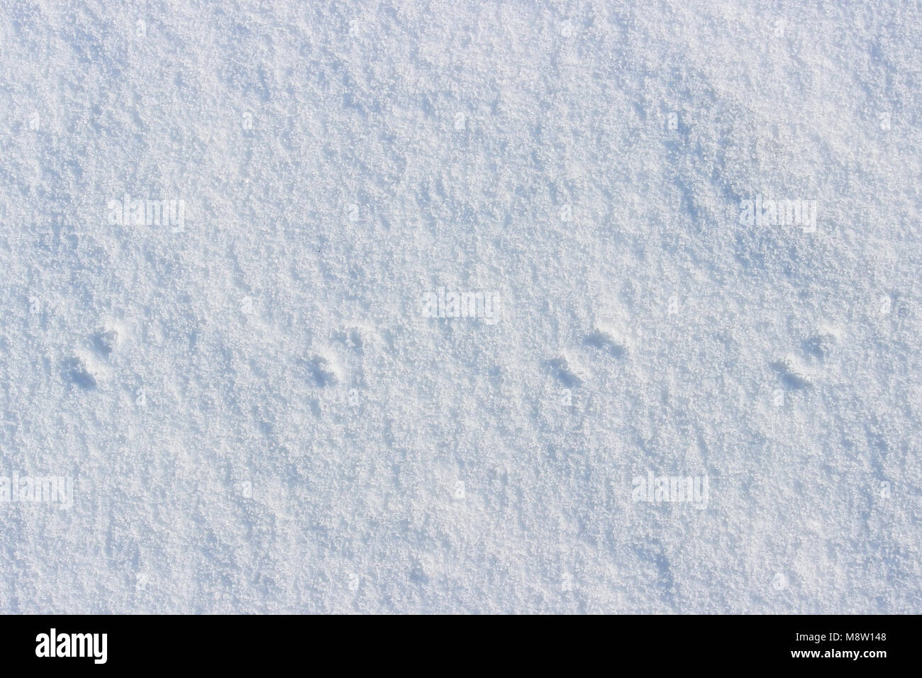 traces of a small mouse on white snow in the winter Stock Photo - Alamy