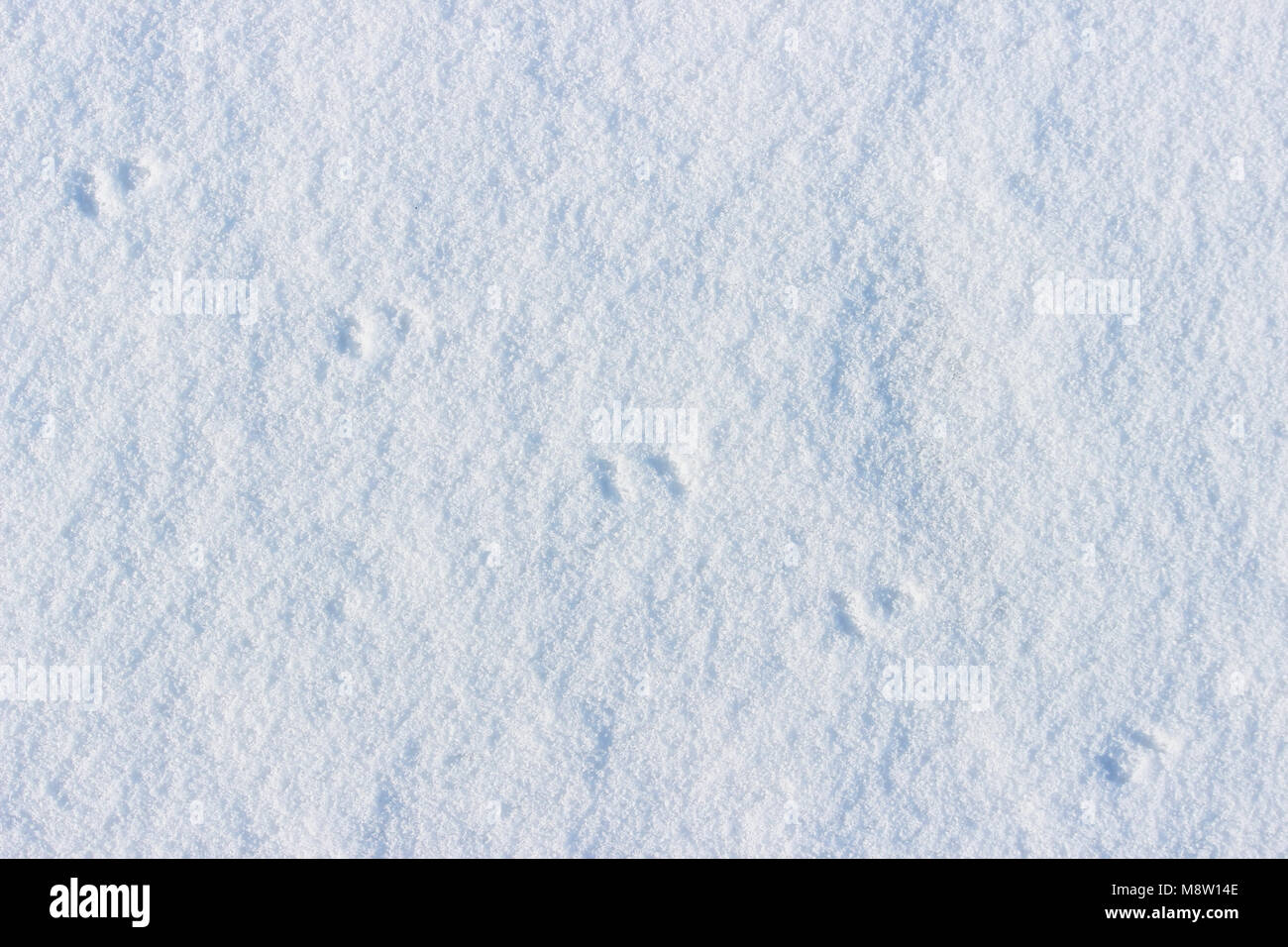 traces of a small mouse on white snow in the winter Stock Photo - Alamy