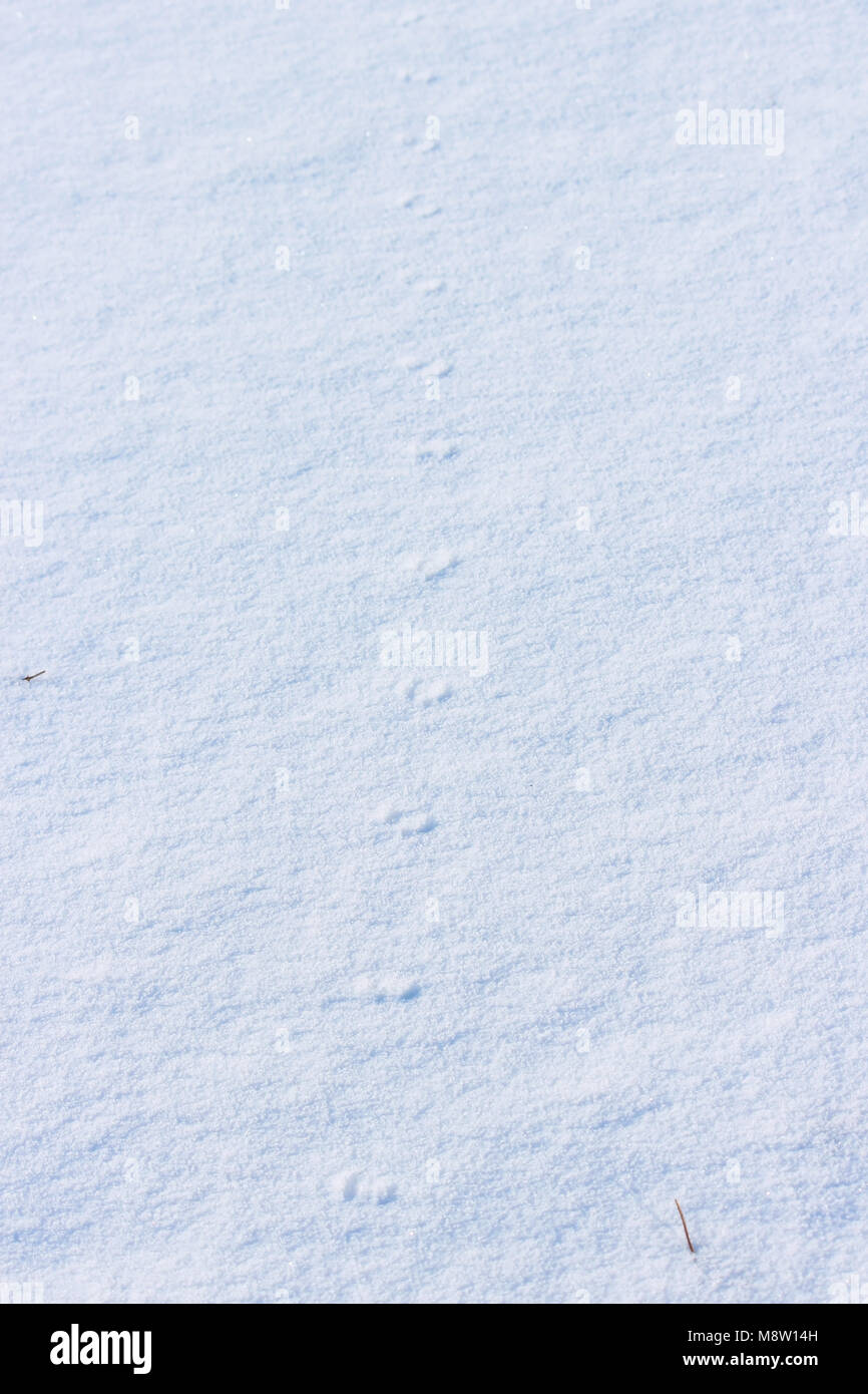 traces of a small mouse on white snow in the winter Stock Photo - Alamy