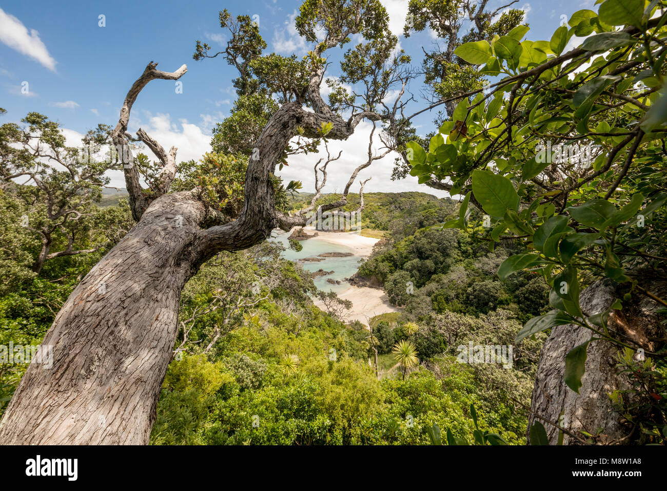 Matapouri beach hi-res stock photography and images - Alamy