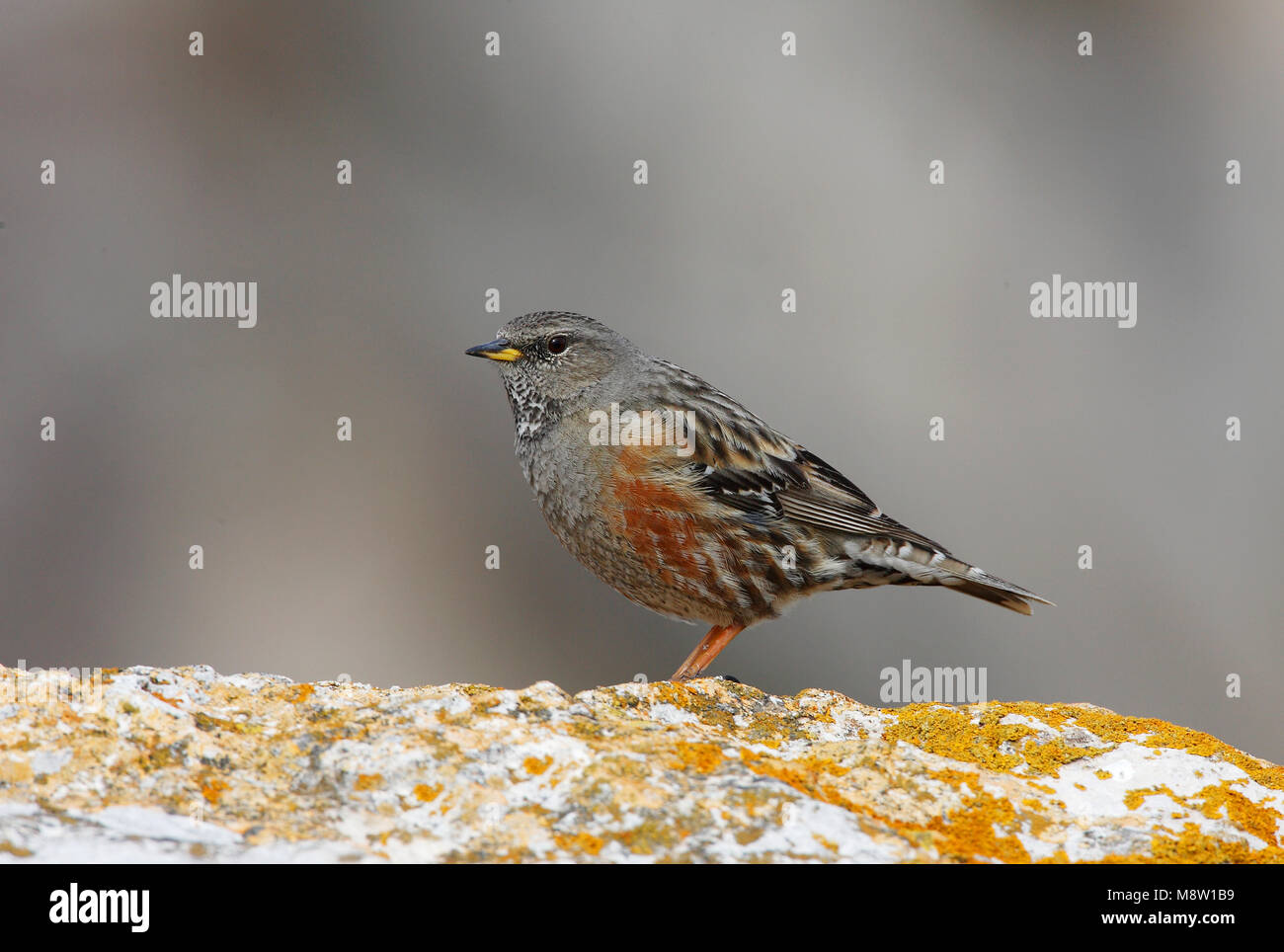 Alpenheggenmus zittend op rand van afgrond; Alpine Accentor perched on ...