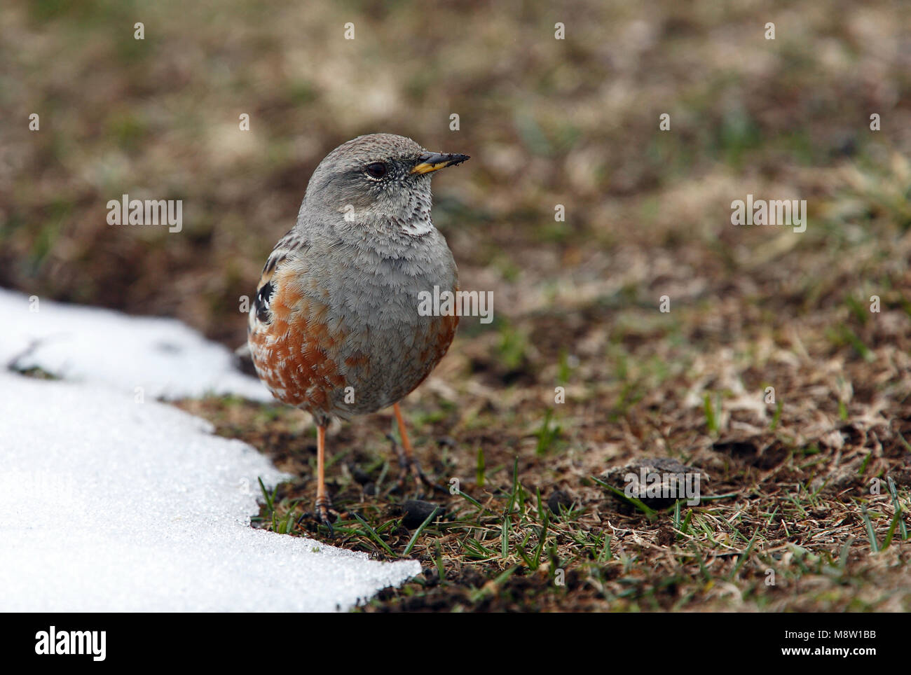 Alpenheggenmus, Alpine Accentor, Prunella collaris Stock Photo - Alamy