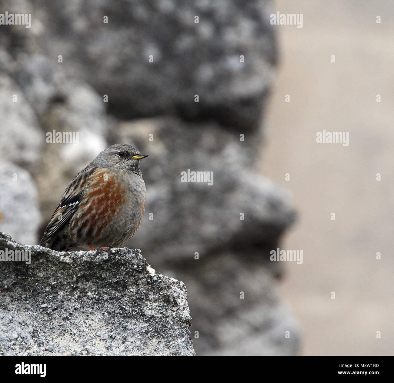 Afgrond hi-res stock photography and images - Alamy