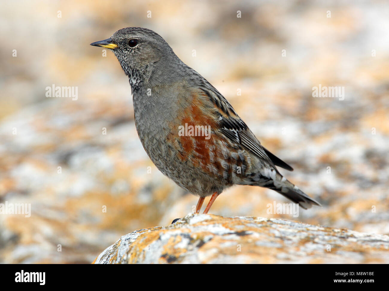 Alpenheggenmus, Alpine Accentor, Prunella collaris Stock Photo - Alamy